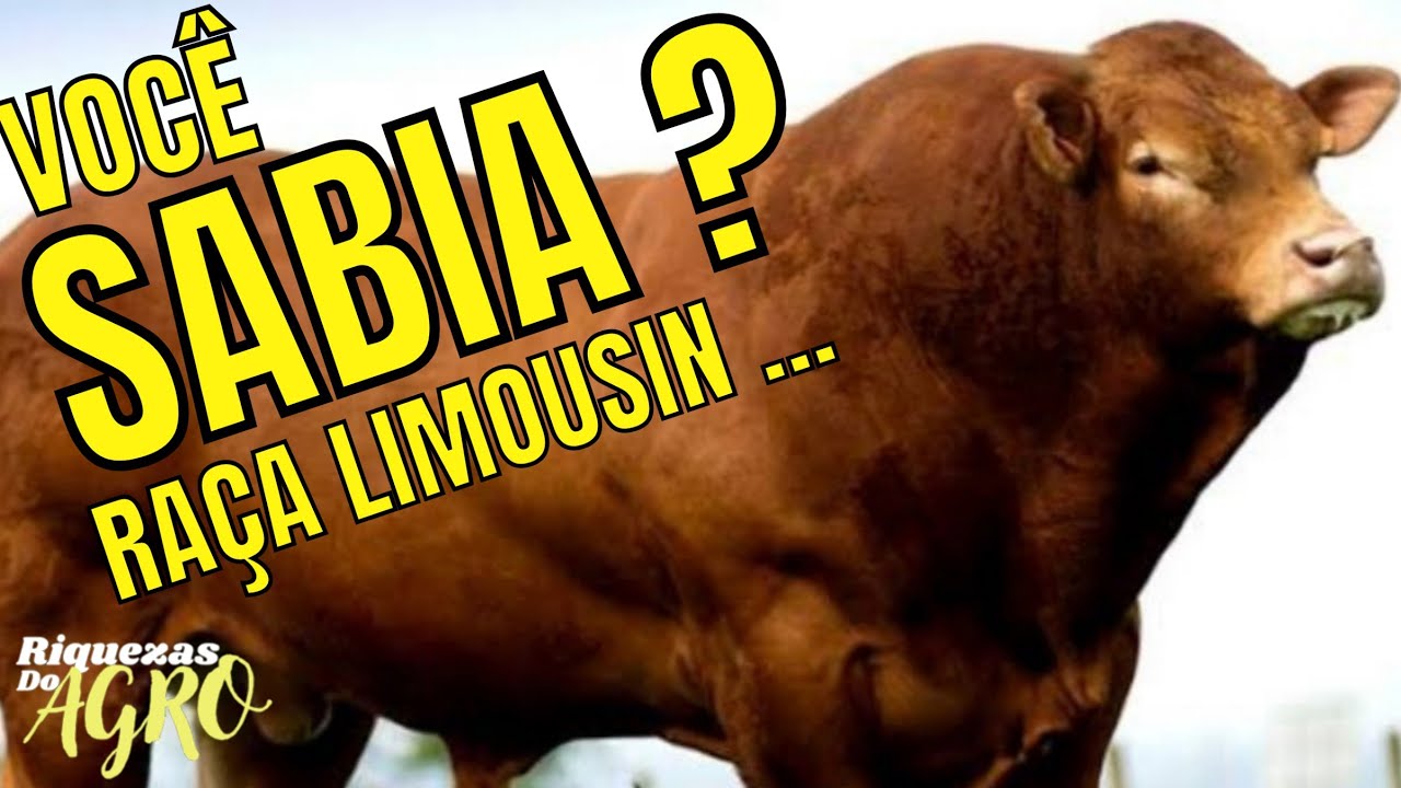 Curiosidades da raça Limousin | touro, boi Limousin | boi | raças de ...