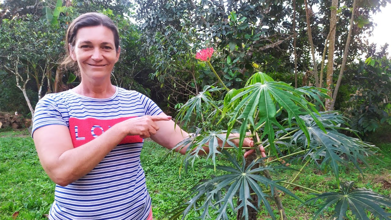 Merthiolate ou Mercúrio - Planta Medicinal e Melhor Ciratrizante ...