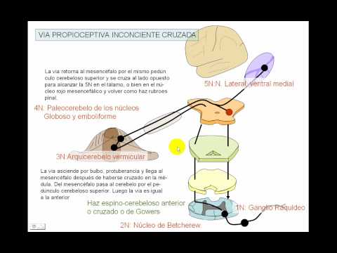 Vías Medulares Ascendentes