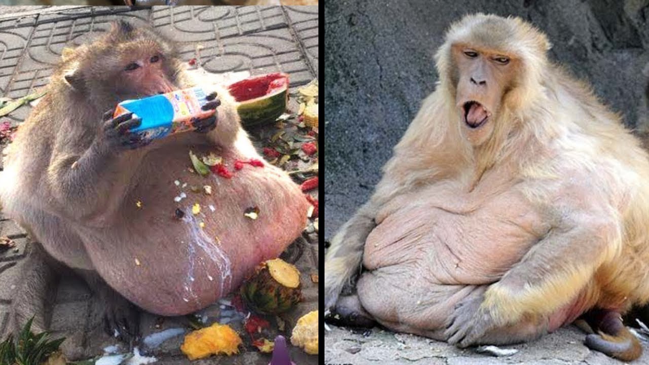 The Most Unusual Fattest Animals In The World - YouTube