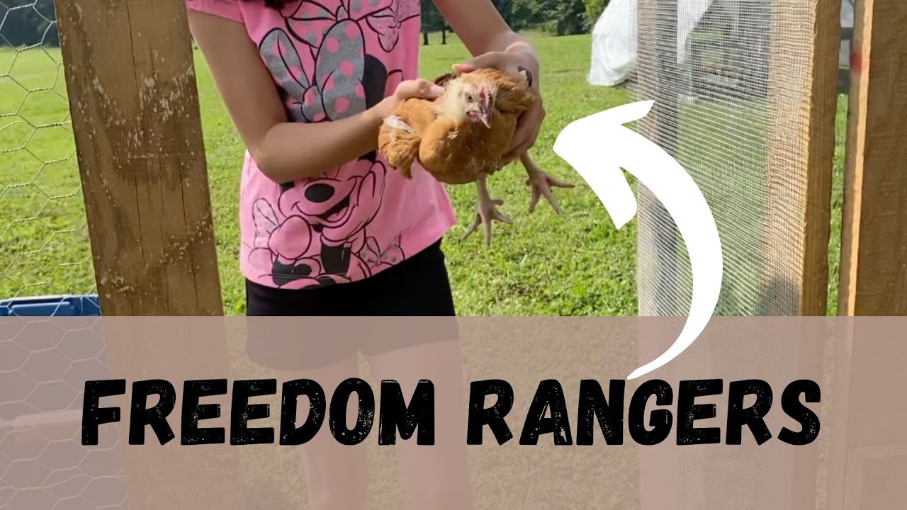 FREEDOM RANGER UPDATE - YouTube
