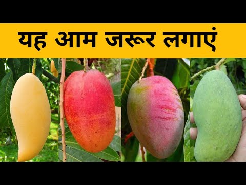 Baramasi Mango Tree||Baramasi Mango Tree|| - YouTube