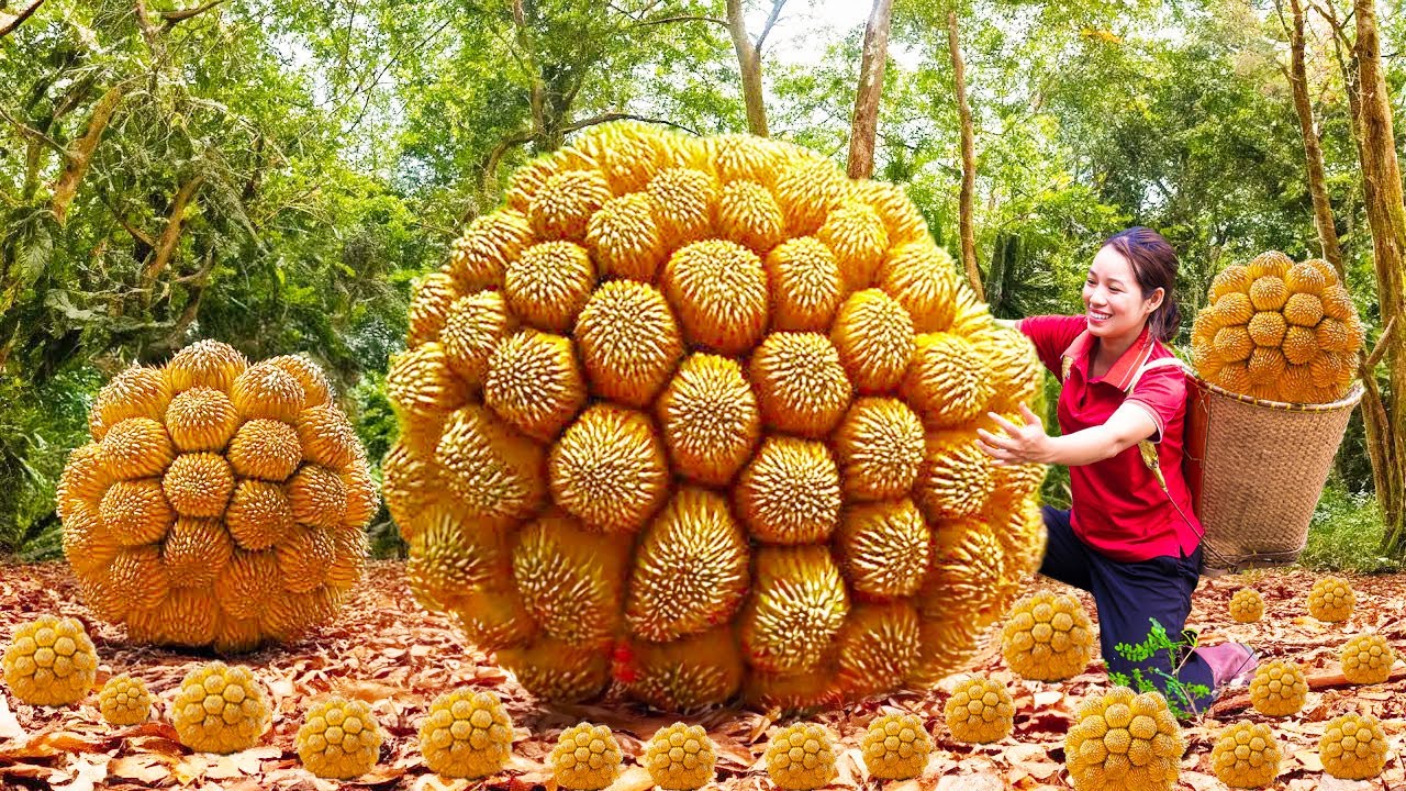 Women Harvesting rare thorny wild custard apple | how to ferment and ...