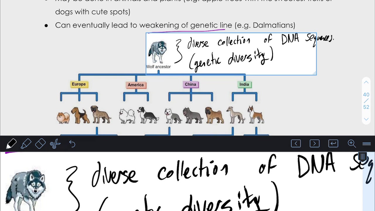 Bio 40S - Unit 4 DNA - Lesson 11 - Classic Genetic Modification - YouTube