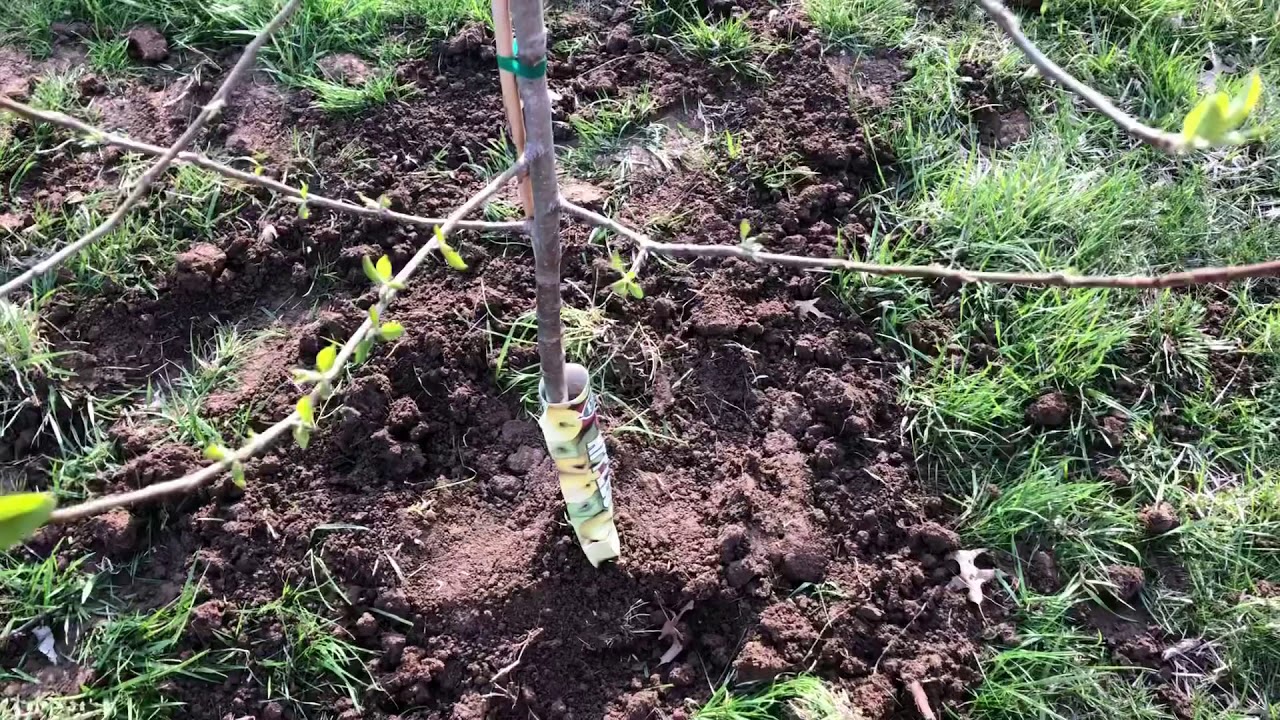 Planting Young Jonathan Apple Tree & Information (Video 1) - YouTube