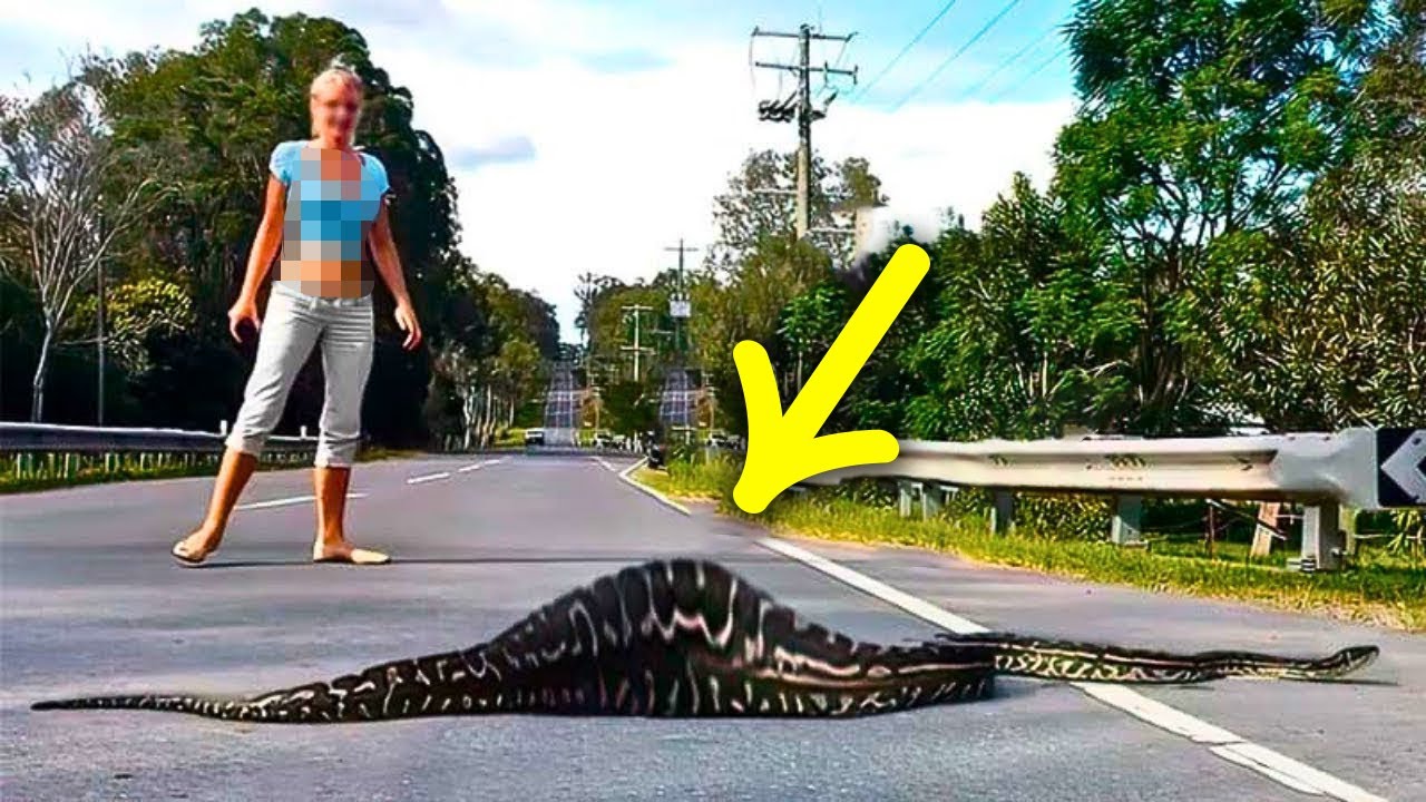 Woman Spots Giant Snake You Won't Believe What They Found Inside - YouTube