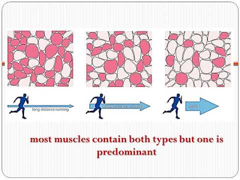 Simple Muscle Twitch - YouTube