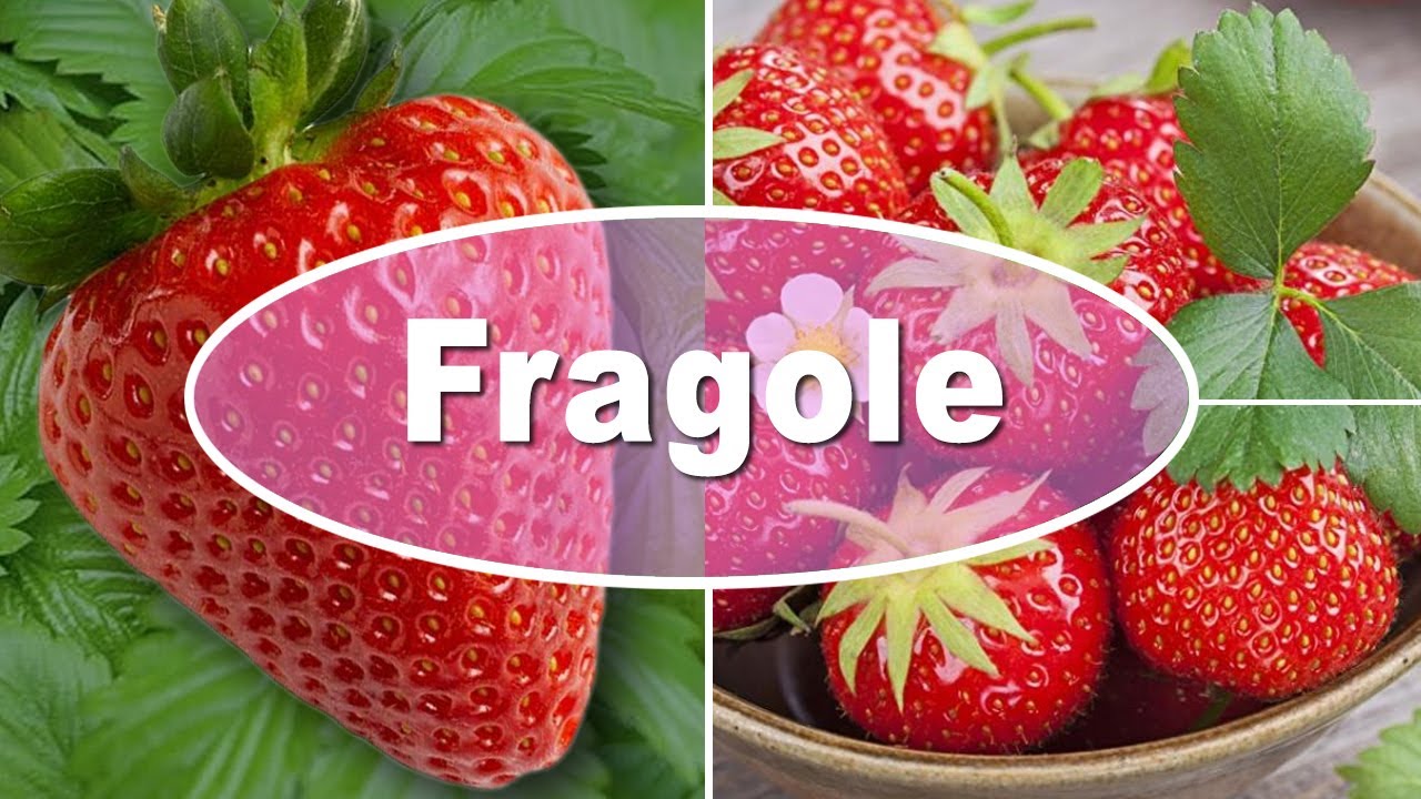 Fragole: benefici per la salute | Proprietà, usi e controindicazioni ...