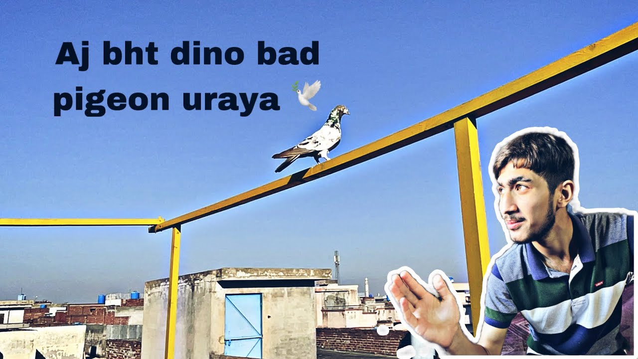 Aj bht dino bad pigeon uraya 🕊️ #petsvlog #birds #pigeon - YouTube