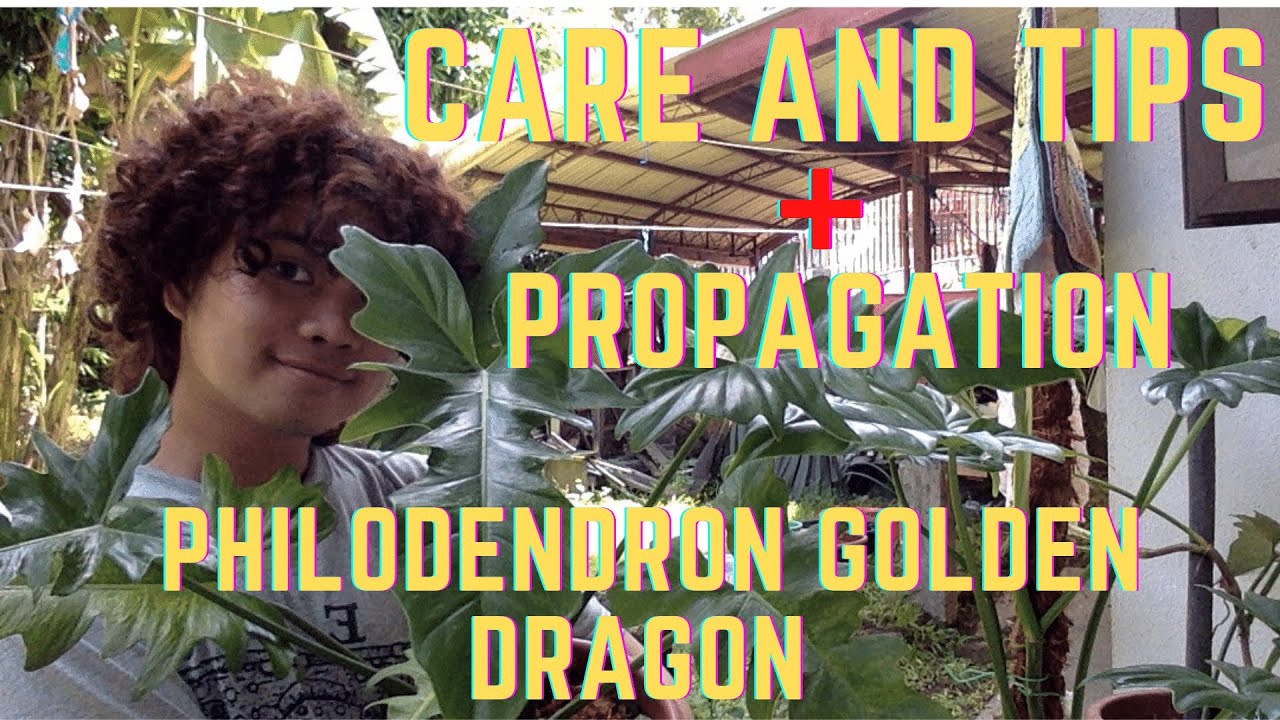 PHILODENDRON GOLDEN DRAGON: CARE AND TIPS + PROPAGATION - YouTube