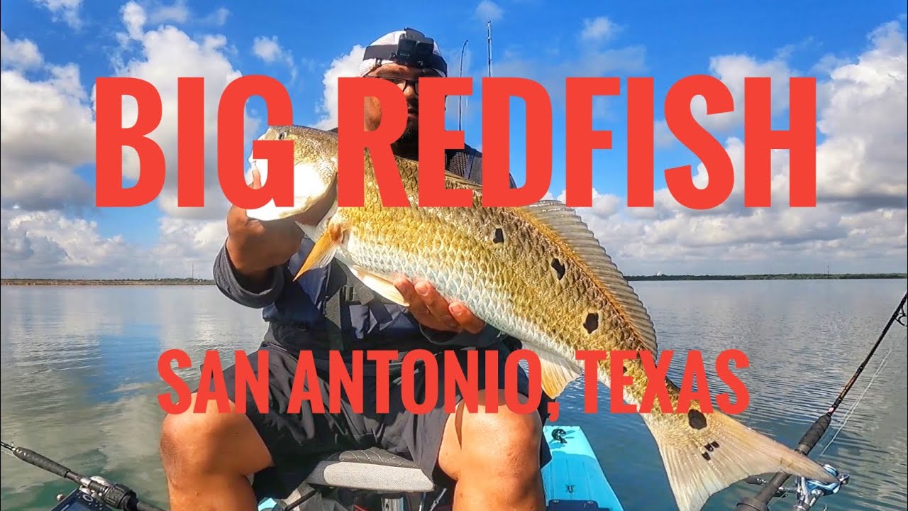 BIG Texas Redfish in San Antonio, TX Lake Calaveras - YouTube