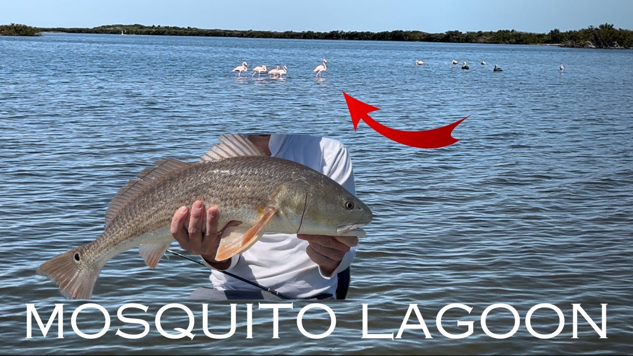 Easter Sunday - mosquito lagoon flamingos and fly fishing. - YouTube