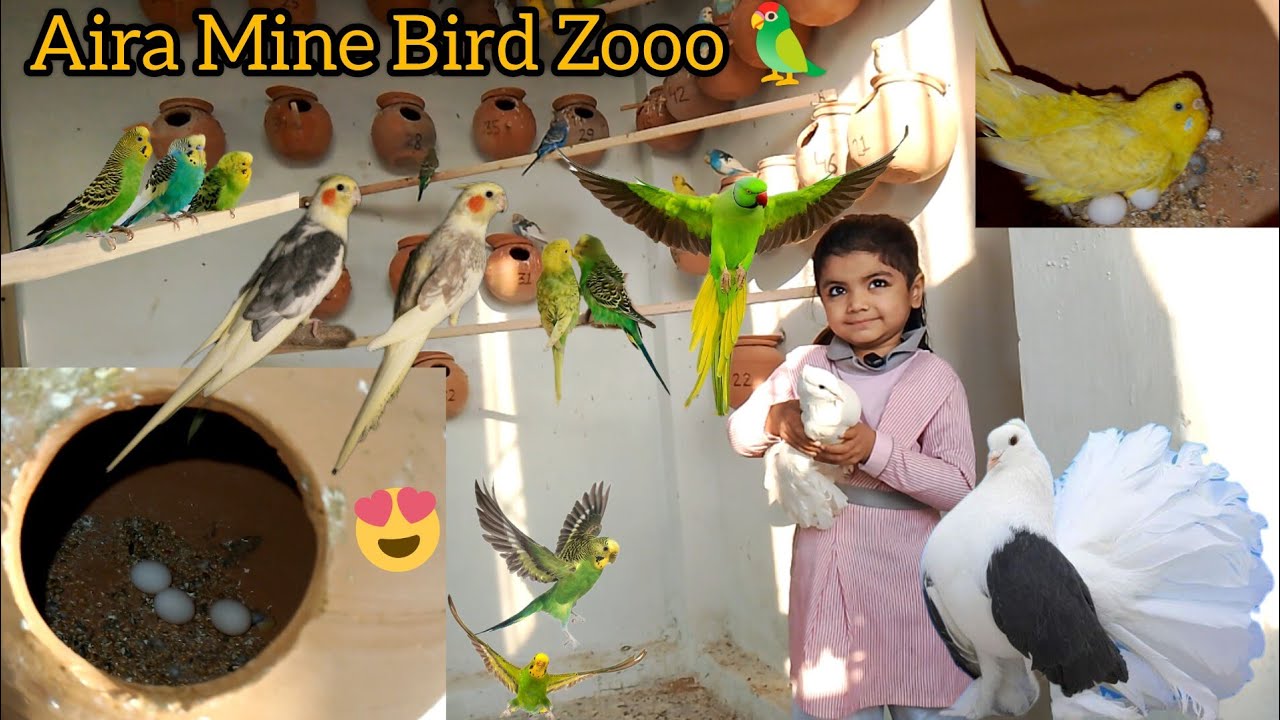 Airafatimavlog Aira Mine Bird Zooo 🦜#airafatimavlog #viralvideo #shorts ...