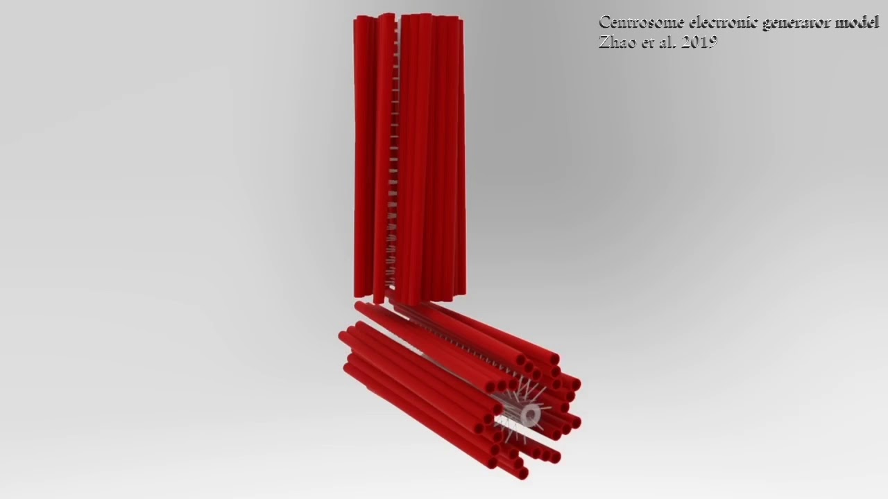 Centrosome electronic generator model - YouTube