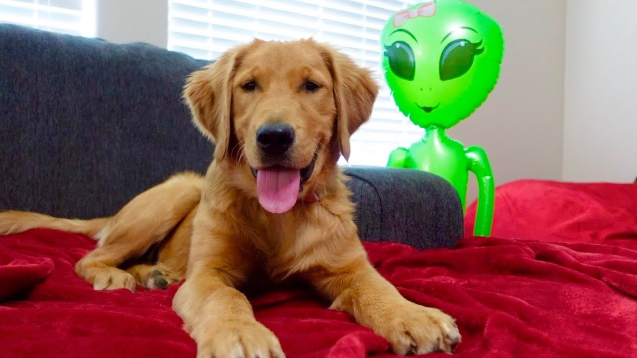 Puppy vs Annoying Alien! - YouTube