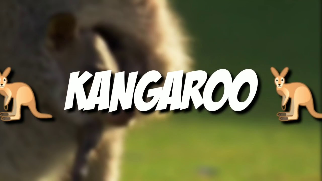 Report Text 🦘Kangaroo🦘 [Tugas Inggris] - YouTube