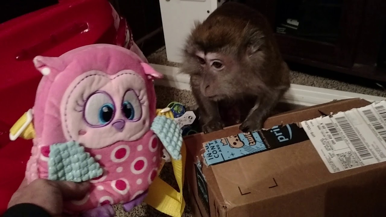 Monkey Goes Ape When Mail Is For Her - YouTube