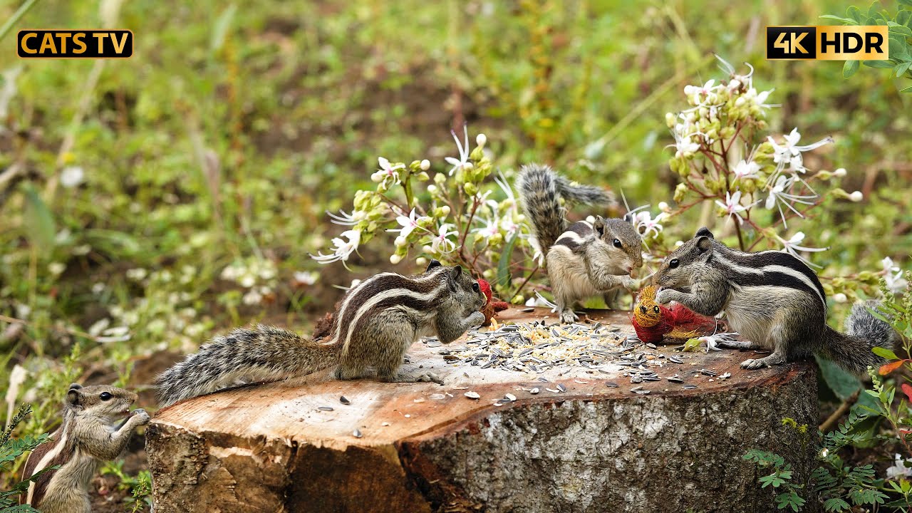 Cat TV for Cats to Watch 😺 Playful Squirrels 🐿️ 🐹 Cats TV 4k HDR For ...