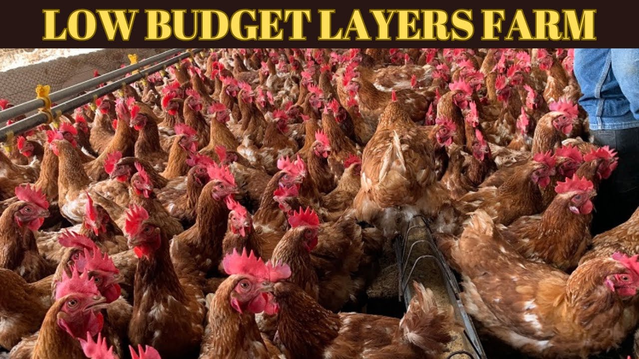 Tips and Tricks for a Low-Cost Layer Chicken Farm - YouTube