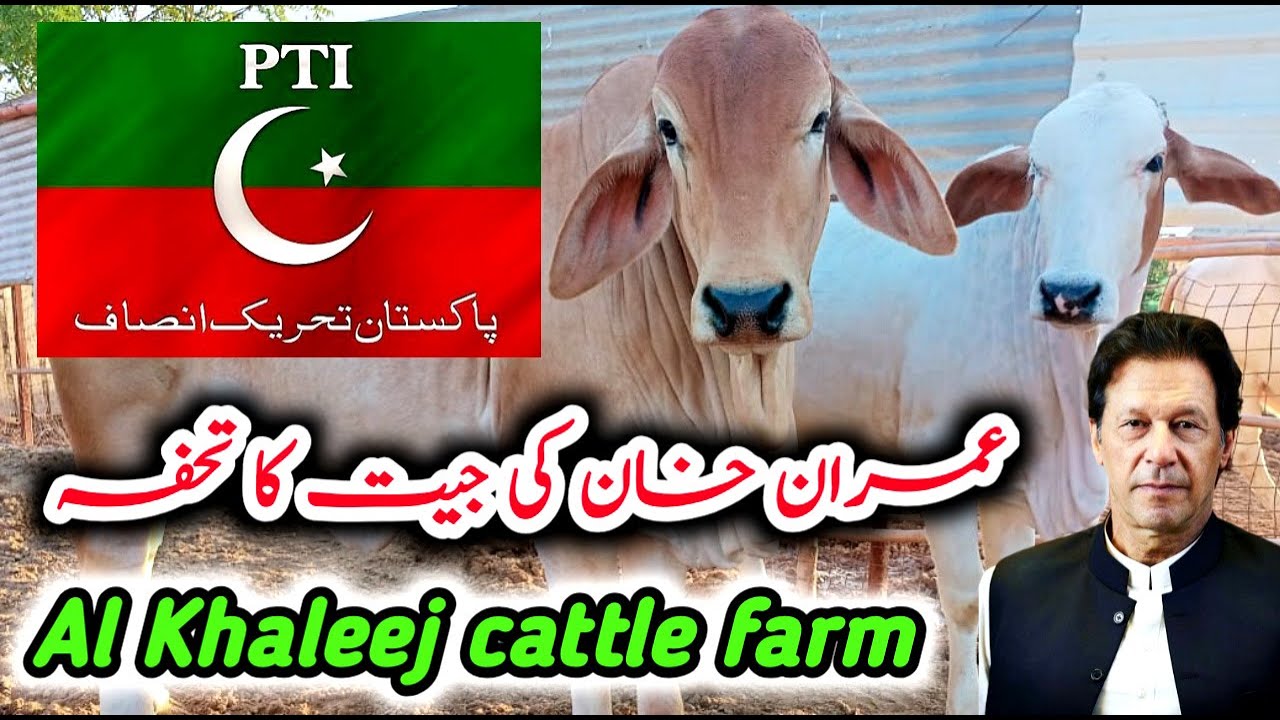 PTI lover Imran Khan released Gift | Election 2024 | | AL Khaleej ...
