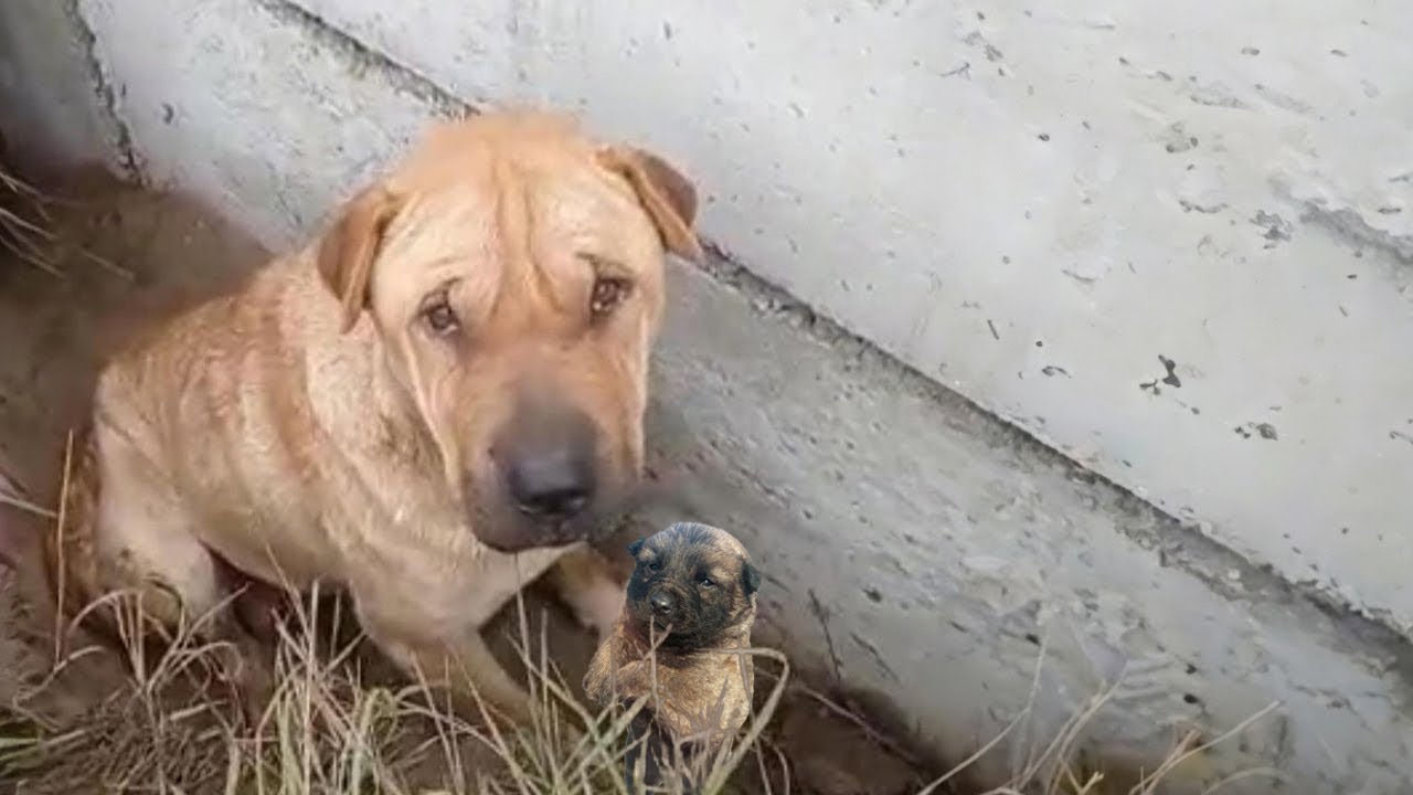 She crouched in the pit and begged me to save her last child. - YouTube