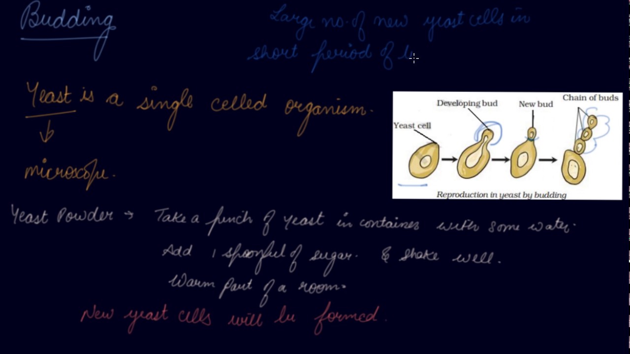 Budding Fragmentation And Spore Formation Class 7 Biology