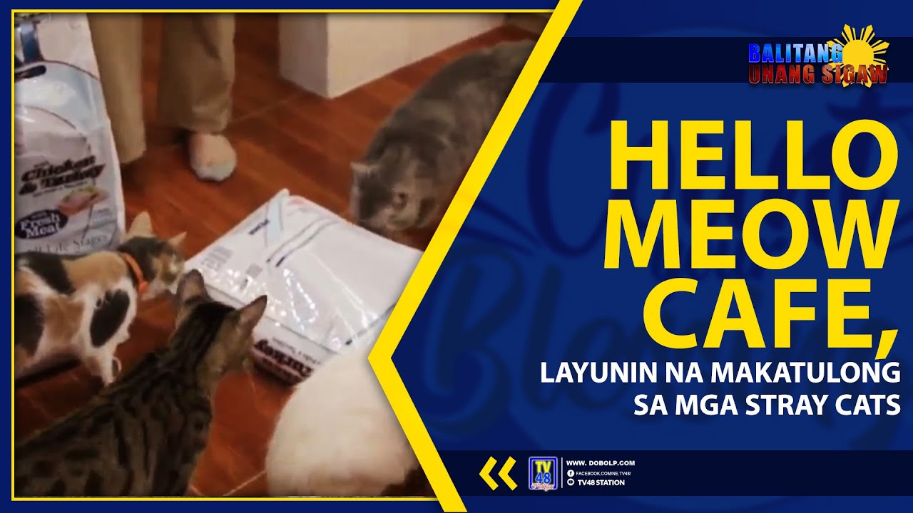 HELLO MEOW CAFE, LAYUNIN NA MAKATULONG SA MGA STRAY CATS | TV48 STATION - YouTube