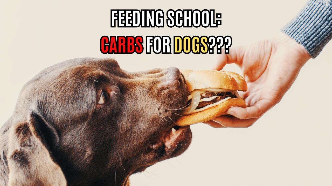 Feeding School: Carbs for Dogs | Small vs Large Breed Carb Intake ...