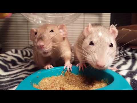 Two Pet Rats Fight Over Food Bowl - 988297 - YouTube