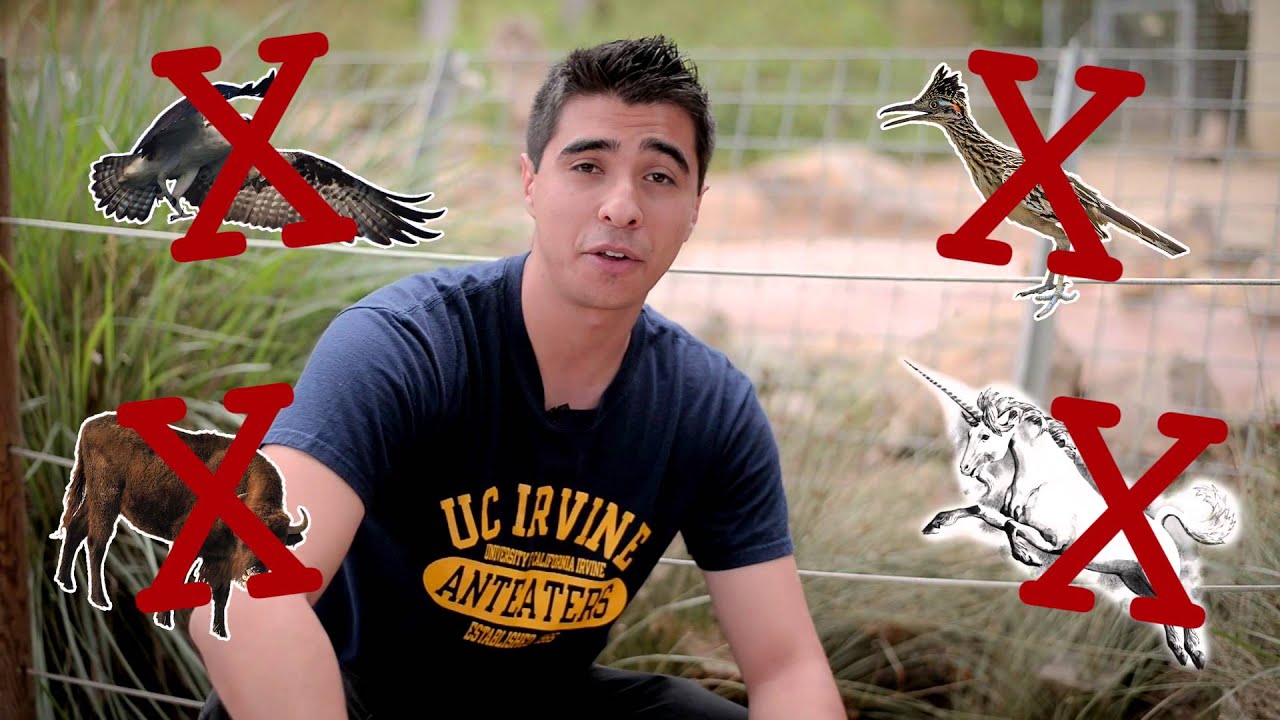 The Anteater of UCI - YouTube