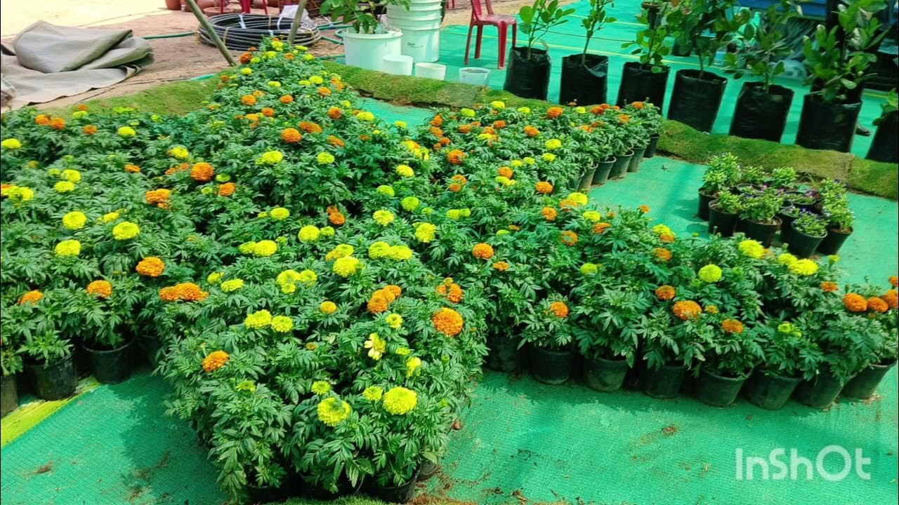 Calicut Flower Show 2025..🌸🪷🏵🌺🌻🌼🌷🪻⚘️🌱🪴🌿☘️ - YouTube