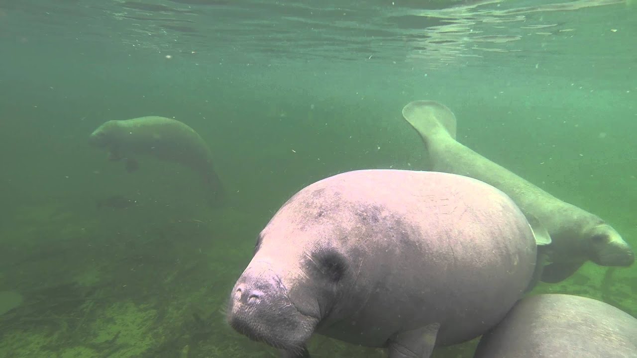Rocket the Manatee - YouTube
