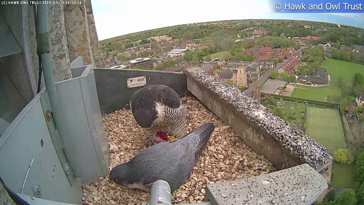 Hawk and Owl Trust Urban Peregrines Project Norwich Cathedral 2019 ...