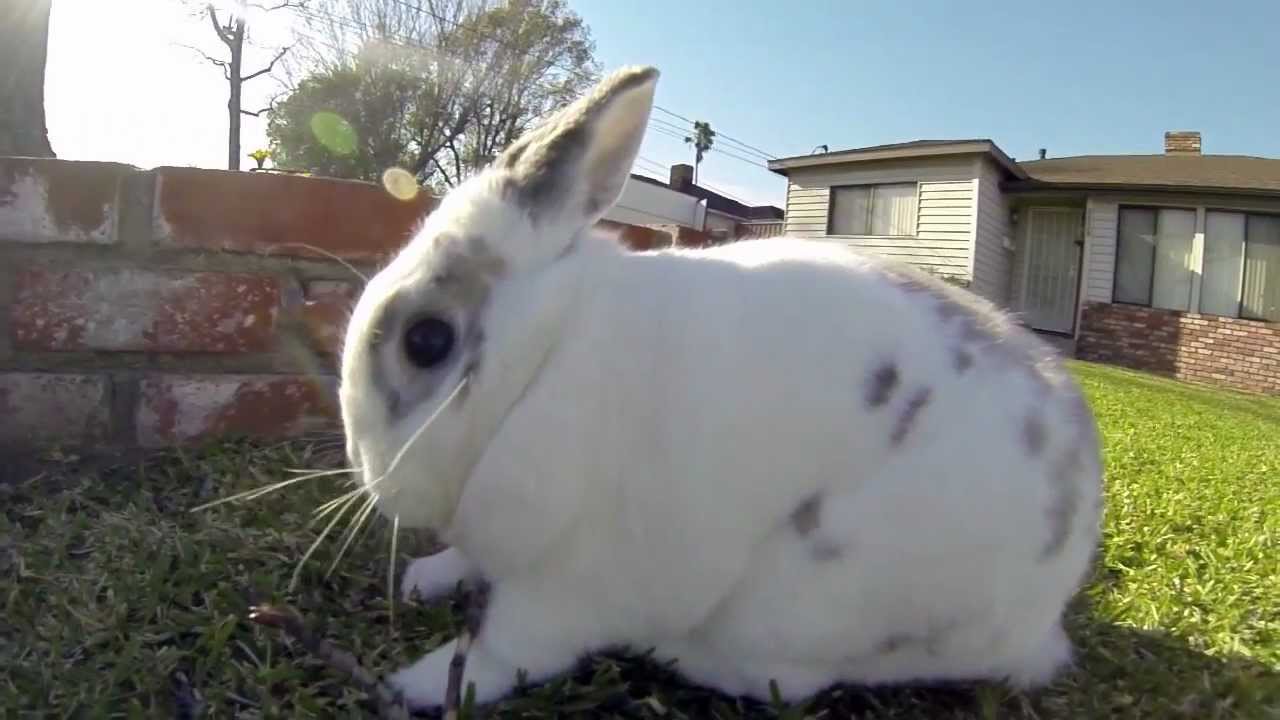 Pancakes: A Fat Rabbit (GoPro Hero3 Slow Motion) - YouTube
