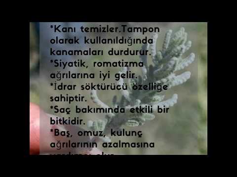 Acı Yavşan, Acı Pelin, Bodur Mahmut Otunun Faydaları