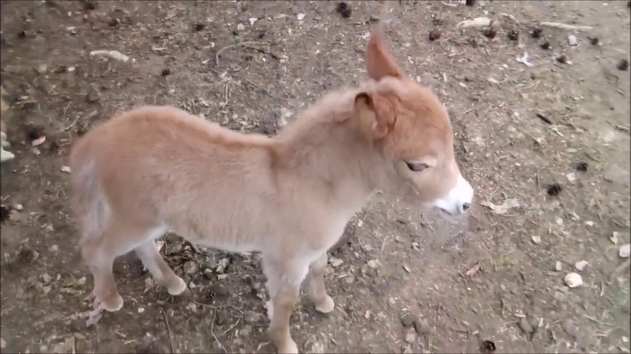 Beaugarry Hindi mule miniature americaine - YouTube