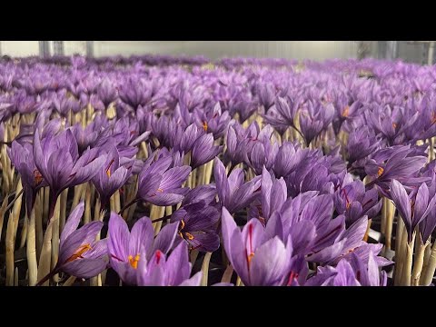 The biggest saffron vertical farm in Slovakia - YouTube
