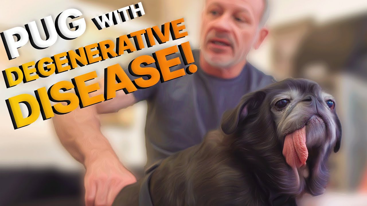 Senior Dog with Degenerative Disease Gets Chiropractic Pain Management ...
