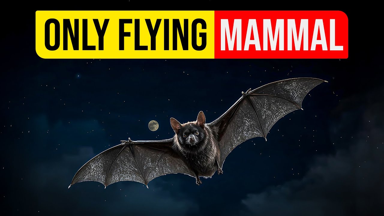 Why can bats fly? - YouTube