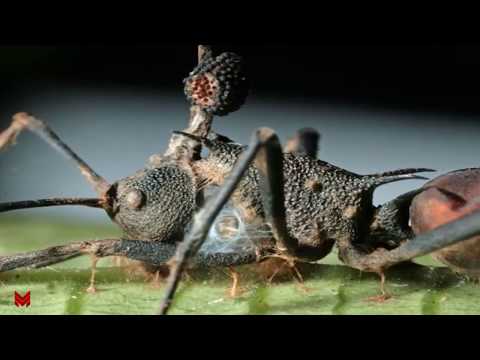 QARIŞQALARI ZOMBİYƏ ÇEVİRƏN PARAZİT HAQQINDA İNANILMAZ FAKTLAR.MÜTLƏQ İZLƏYİN!!