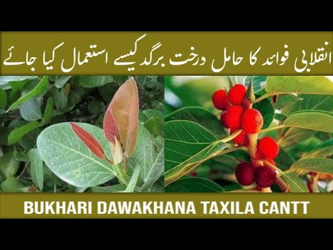 Revolutionary Benefits of the Banyan Tree (Bargad) | How to Use It ...