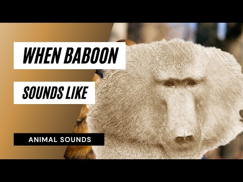 The Animal Sounds: Baboon's Sound Effect - Animation - YouTube