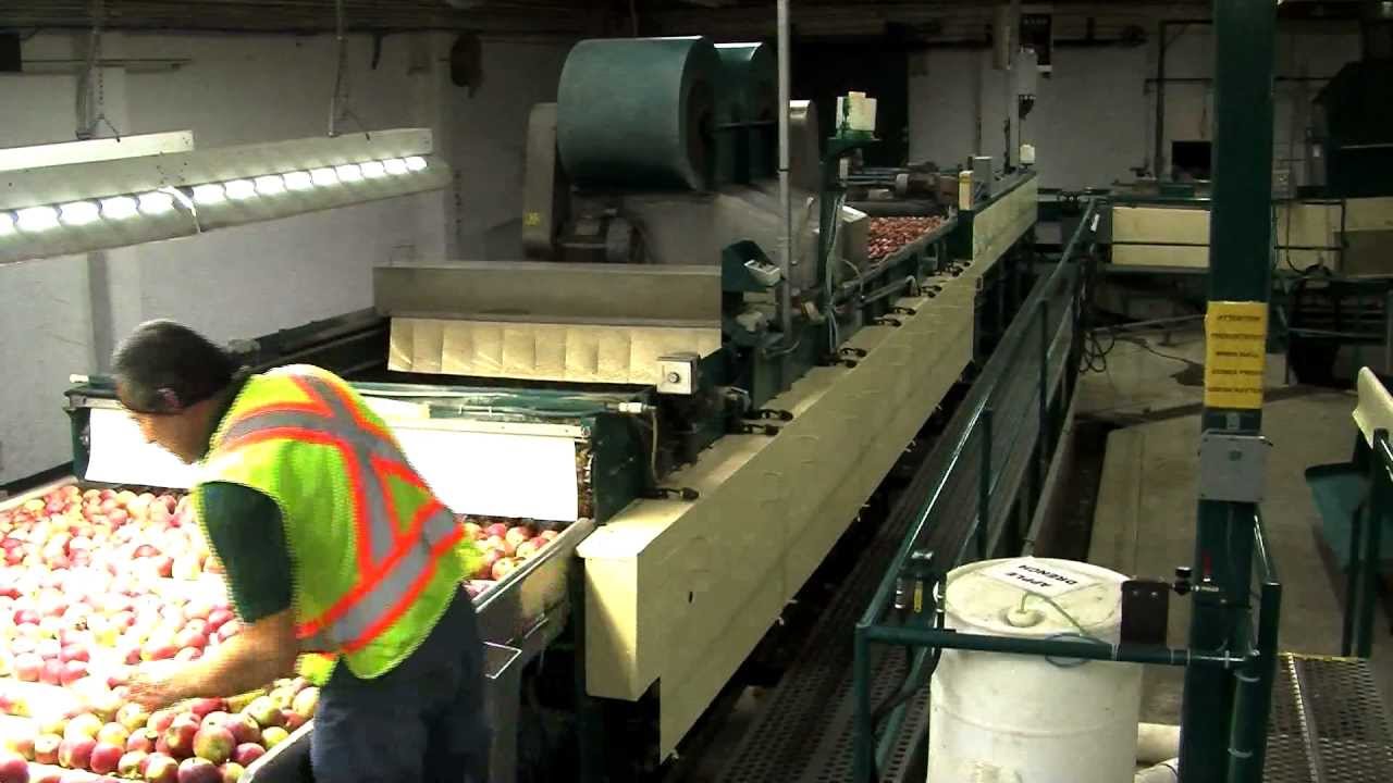 The best apple crop in years - YouTube