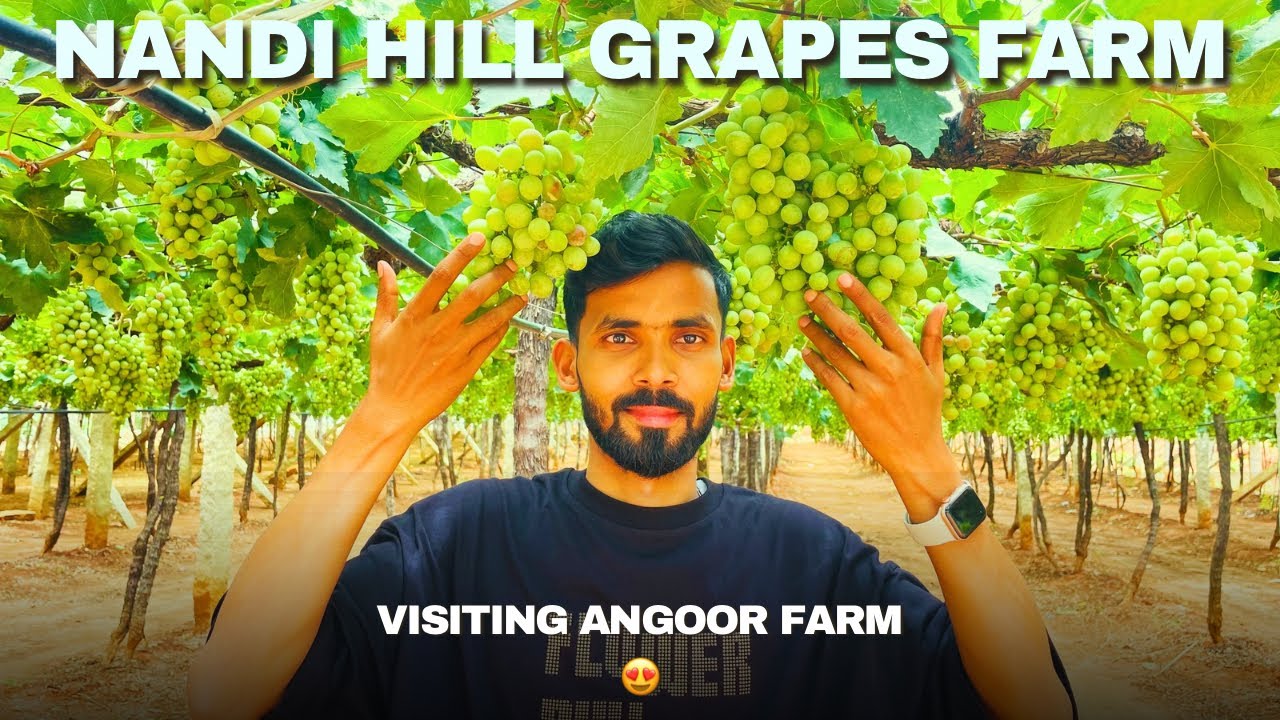 Nandi Village Grapes Farm || Experience Angoor Farming Near Nandi Hill ...