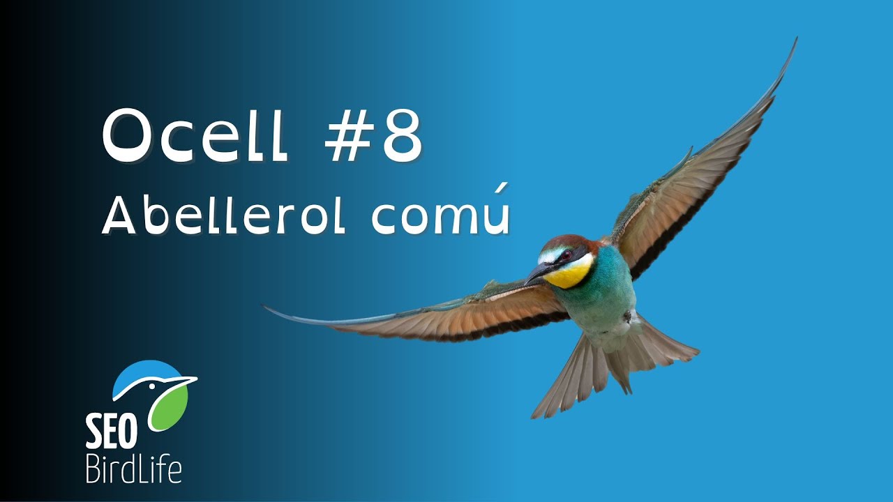 8.-Repte ornitologic. Abellarol - YouTube