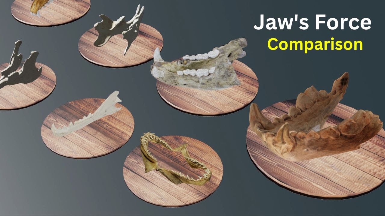 Data Book : Jaw Power Comparison | Jaw Bite Power Comparison | Jaw PSI ...