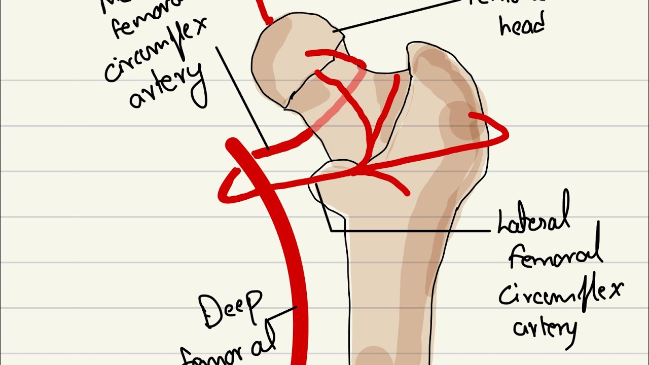 Legg Calve Perthes Disease Pathology Symptoms Diagnosis And legg-calve-perthes-disease-pathology-symptoms-diagnosis-and