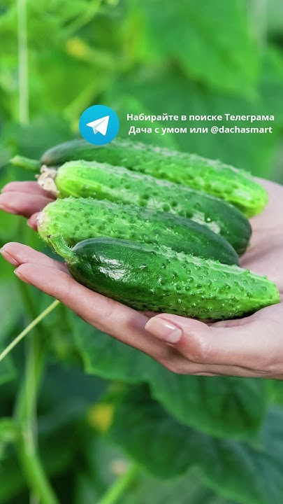 Пожелтевшие листья у огурцов в прошлом! #дача#огород#огурцы - YouTube