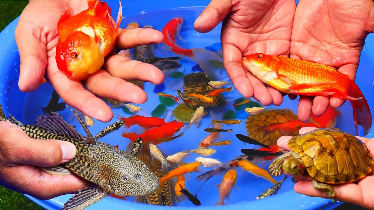 Starfish Black King Fish Ping Pong Catfish Angelfish Goldfish Turtle ...