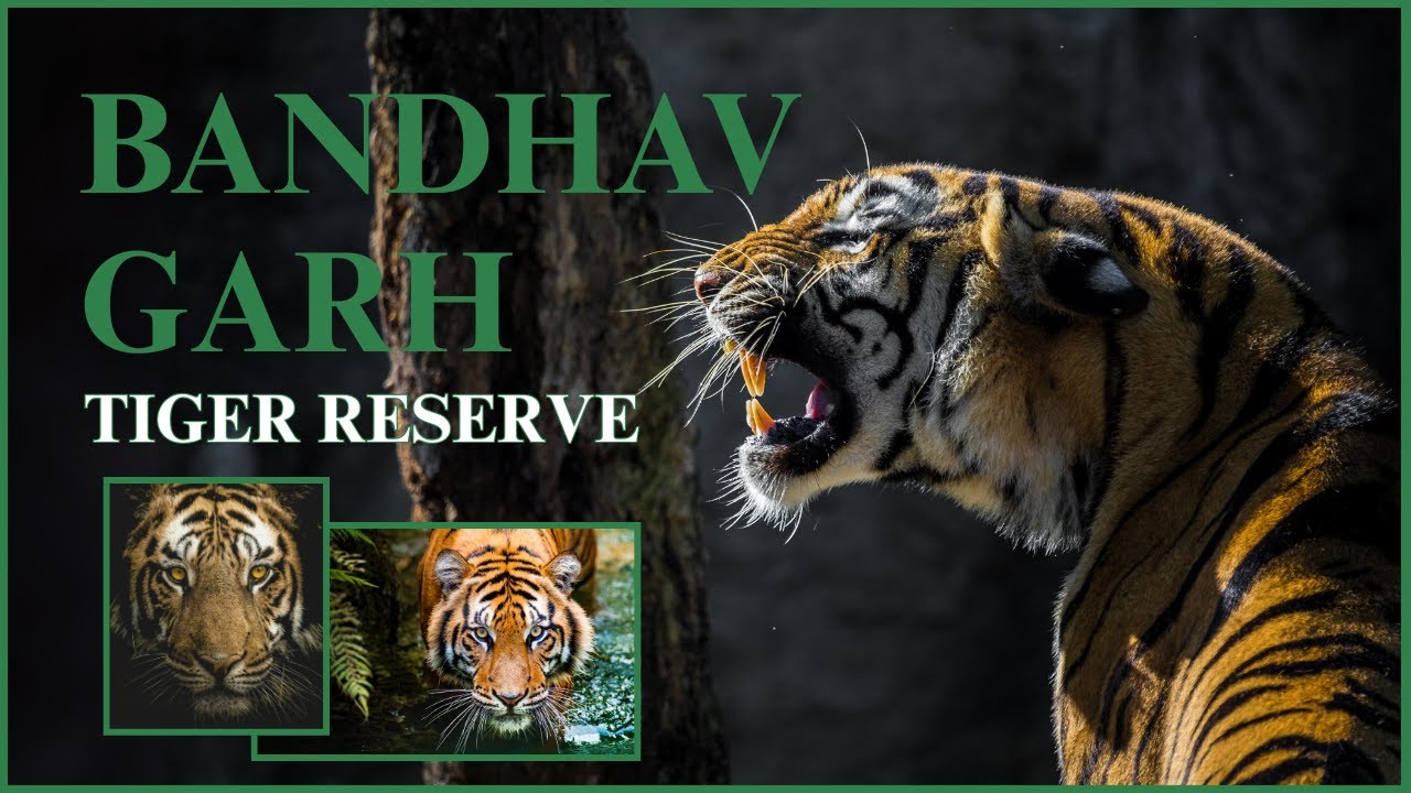 Bandhavgarh National Park & Tiger Reserve | Jungle Safari in Madhya ...